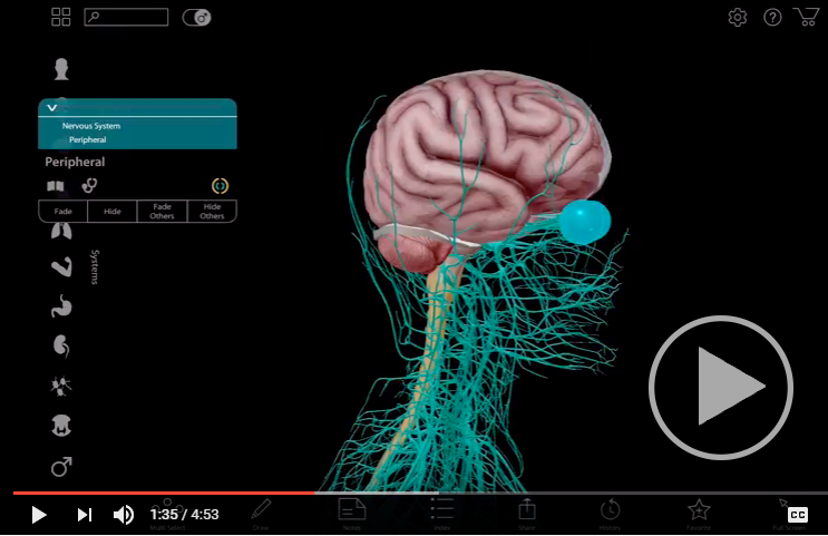 A Lot on Our Minds: A Virtual Human Brain Dissection with Atlas 2017